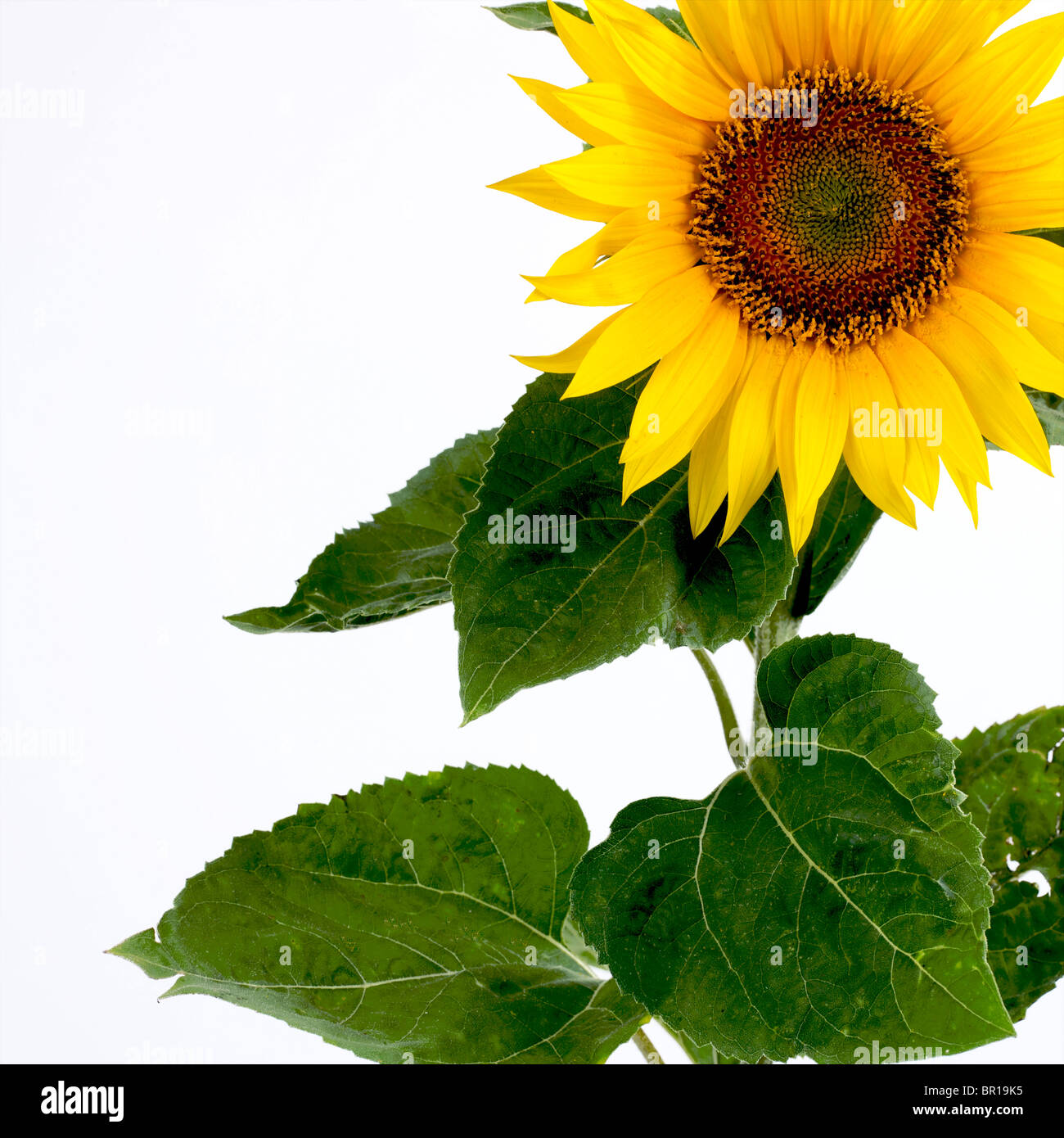 Bright sunflower standing tall against a simple white background ...