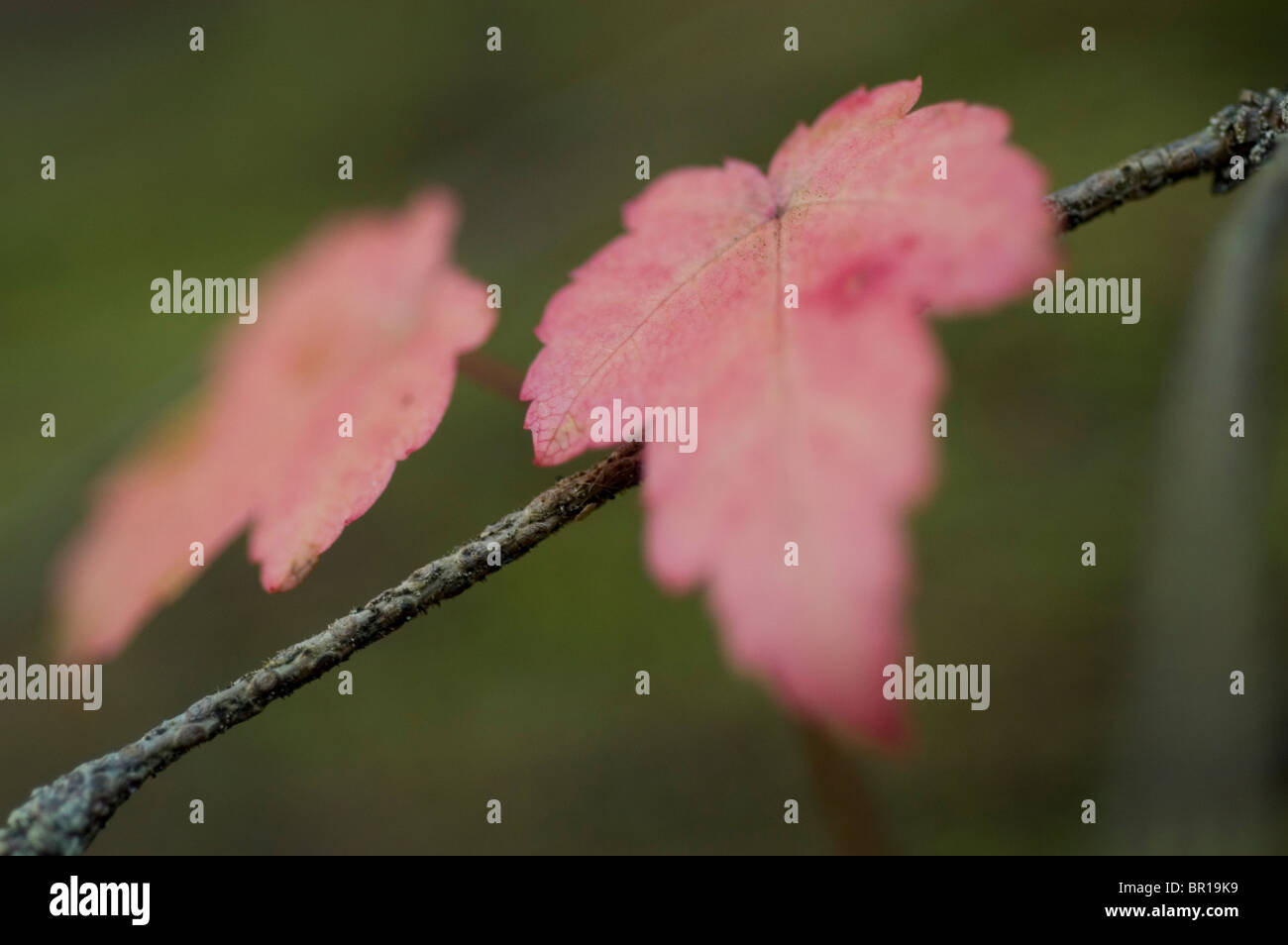 A pair of tiny maple leaves change color in early autumn in the Maine ...