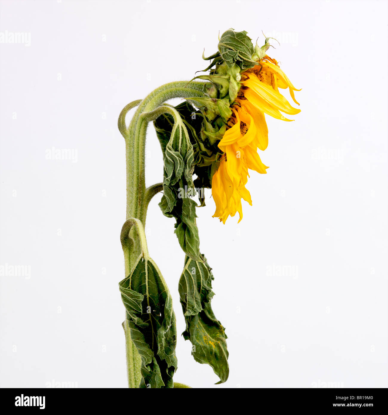 Withered cut flowers hi-res stock photography and images - Alamy