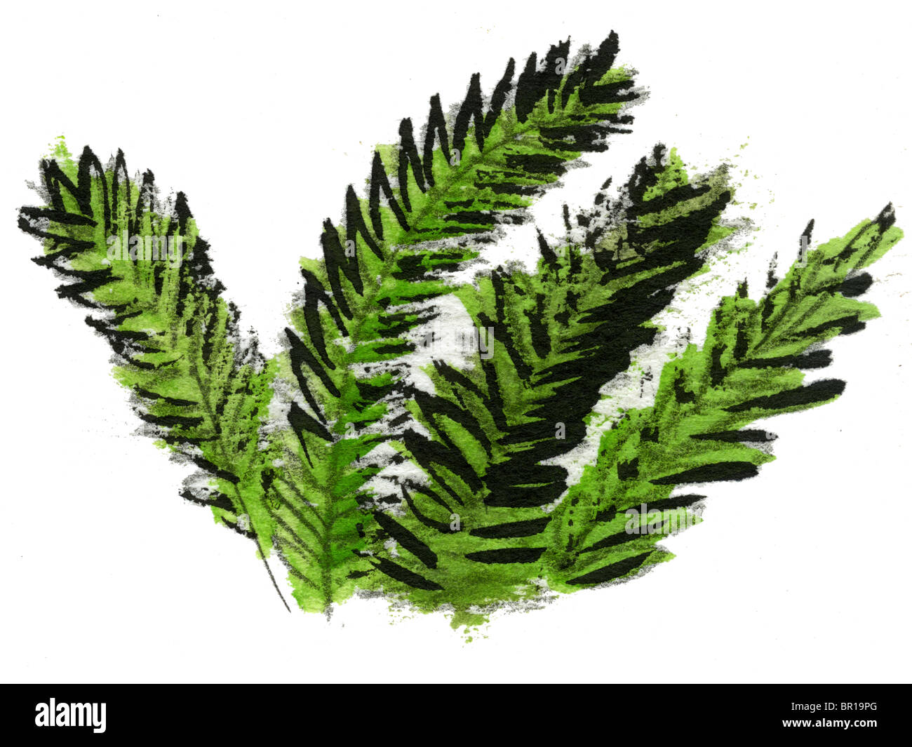 Coloured ferns hi-res stock photography and images - Alamy