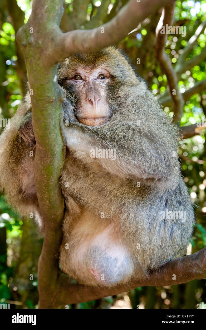 Sitting barbary macaque monkey hi-res stock photography and images - Alamy