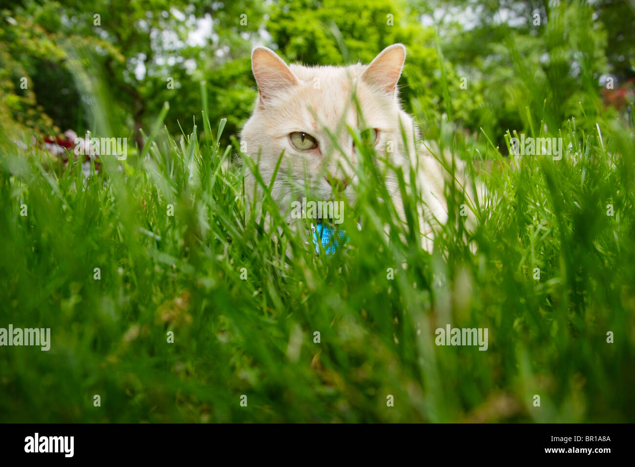 Cat outdoors hunting and prowling Stock Photo - Alamy