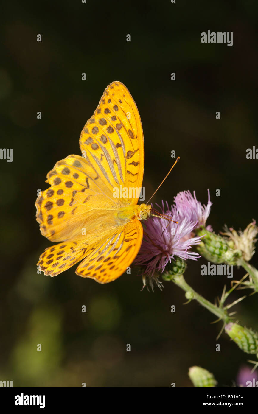Butterflies of greece hi-res stock photography and images - Alamy