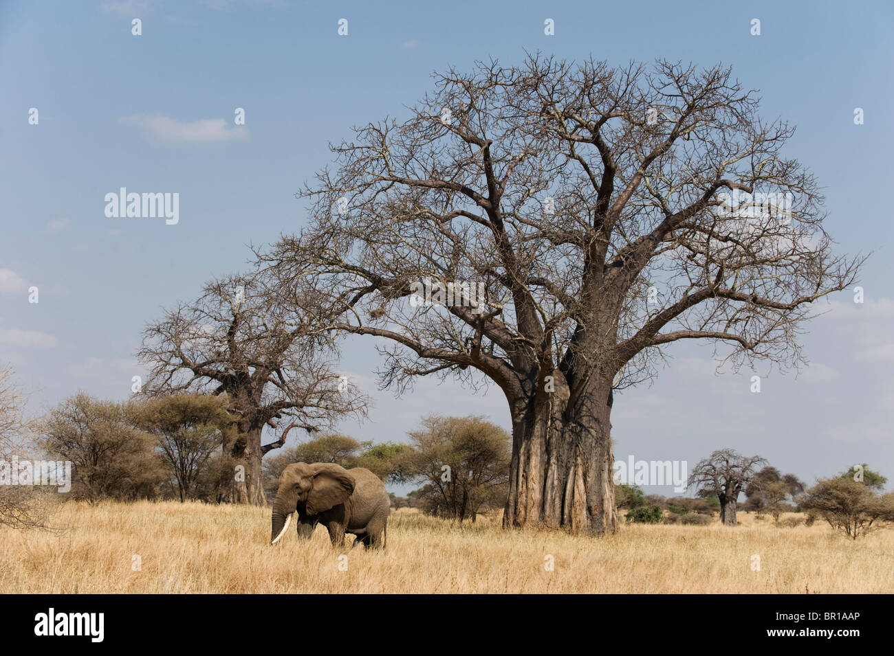 African elephant next to a baobab tree (Loxodonta africana africana ...