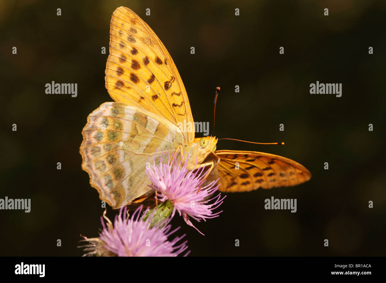 Silver-washed Fritillary Butterfly Stock Photo - Alamy