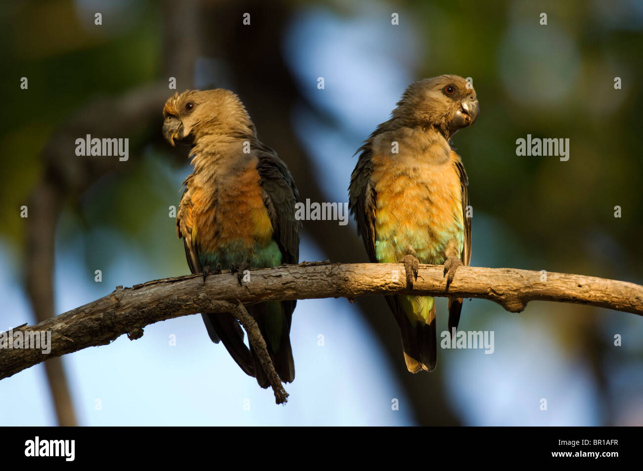 National bird of tanzania hi-res stock photography and images - Alamy