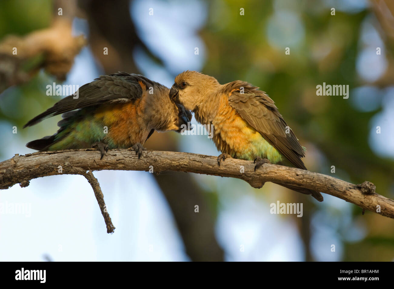 African orange-bellied parrot (Poicephalus rufiventris), Tarangire ...