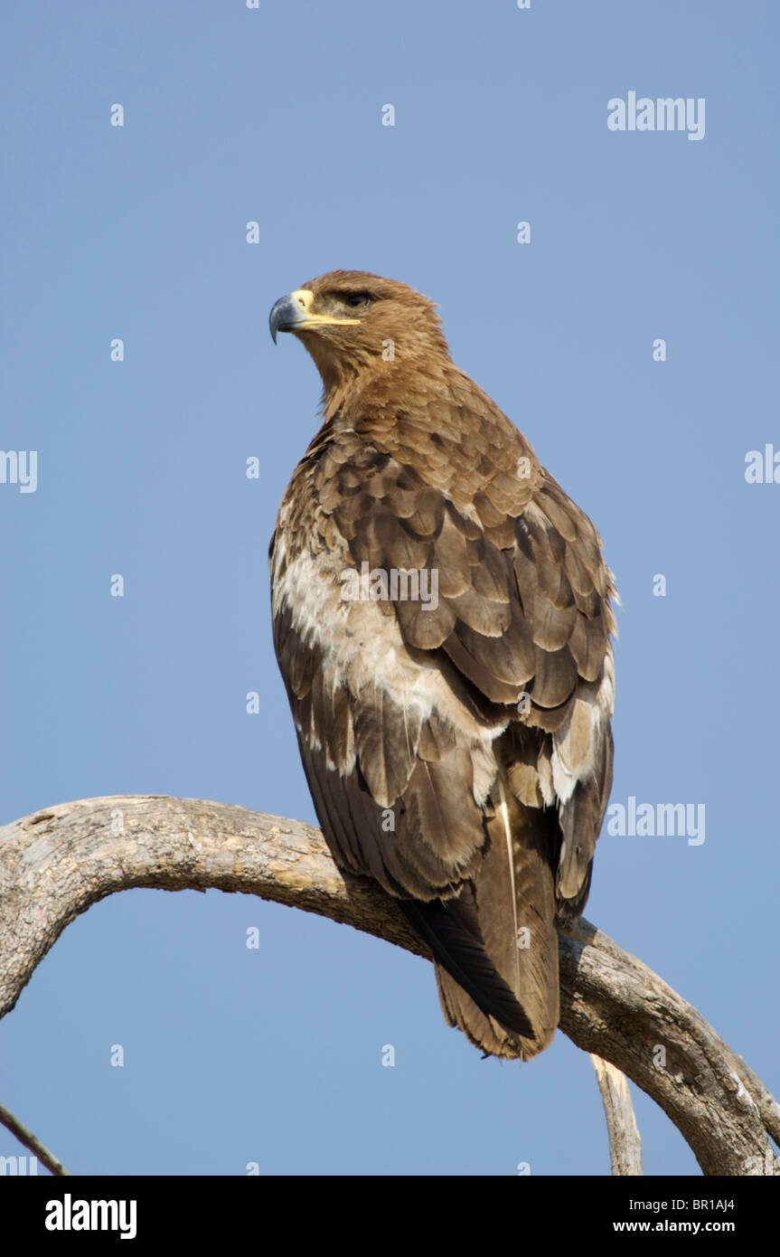 National bird of tanzania hi-res stock photography and images - Alamy