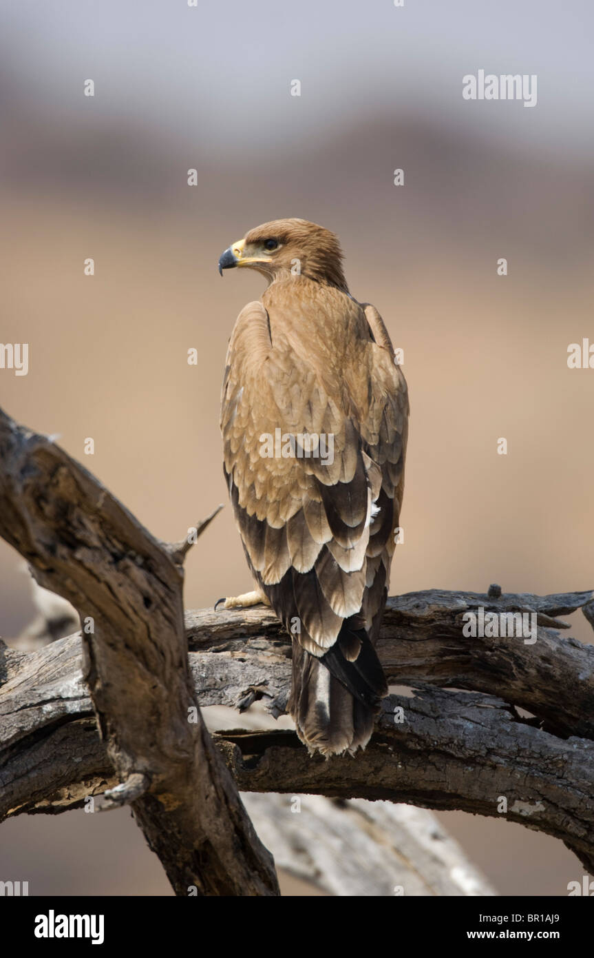 National bird of tanzania hi-res stock photography and images - Alamy