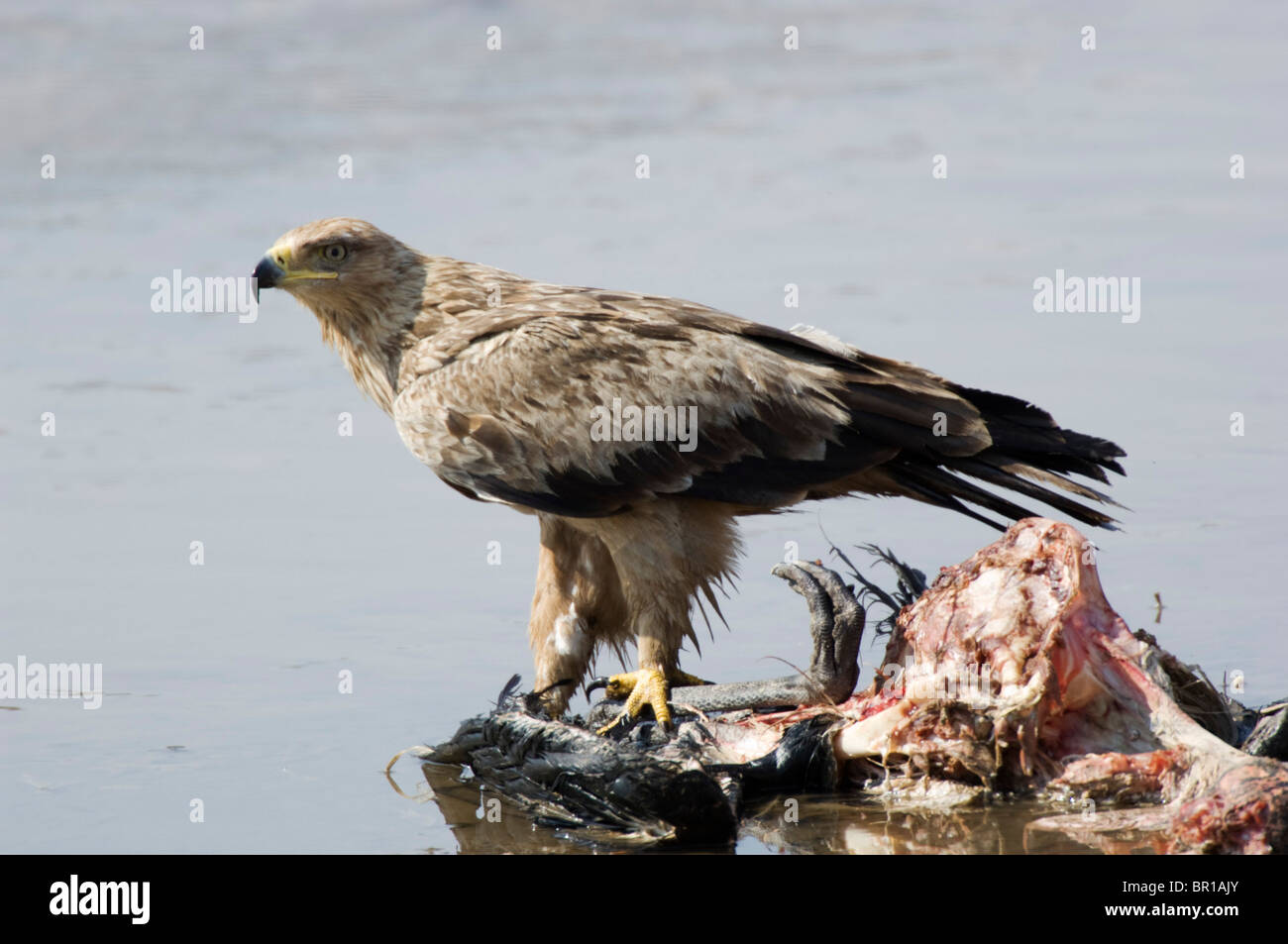 National bird of tanzania hi-res stock photography and images - Alamy