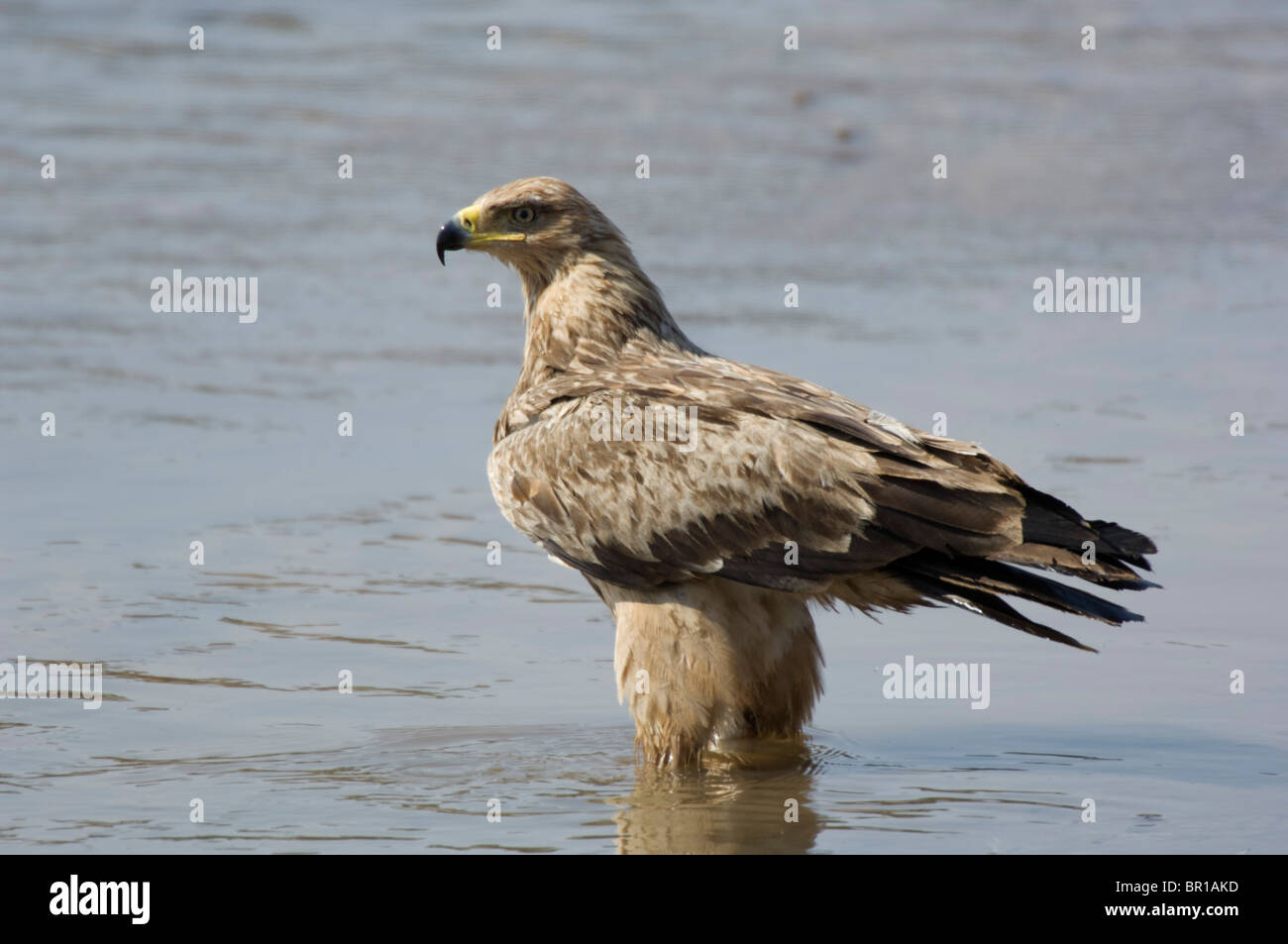 National bird of tanzania hi-res stock photography and images - Alamy