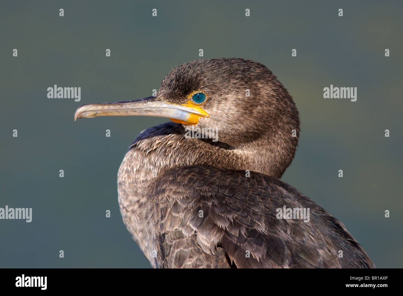 Portrait of a Cape Cormorant (Phalacrocorax capensis), Cape Peninsula ...