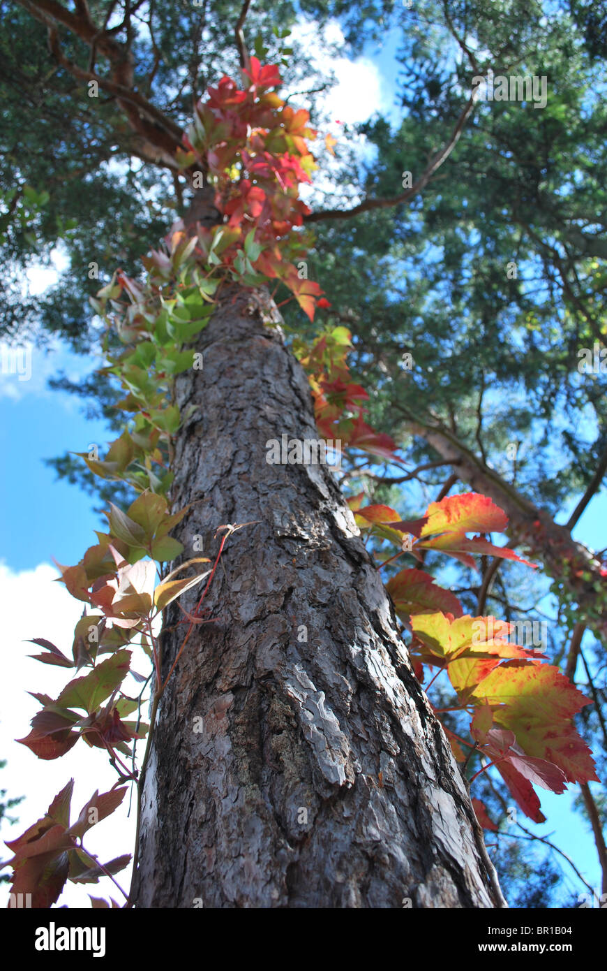 High up in the tree hi-res stock photography and images - Alamy