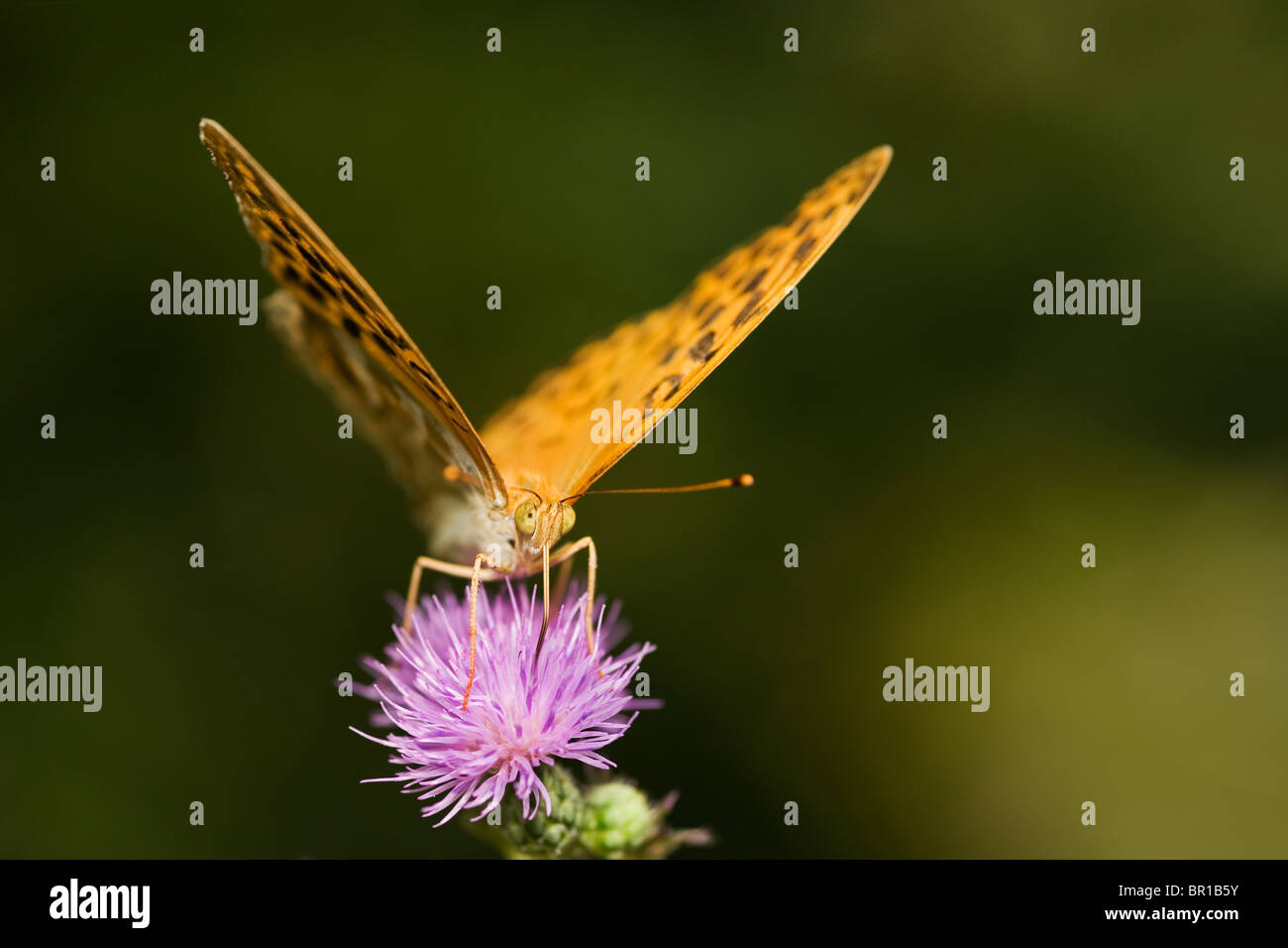 Silver-washed Fritillary in Greece Stock Photo - Alamy