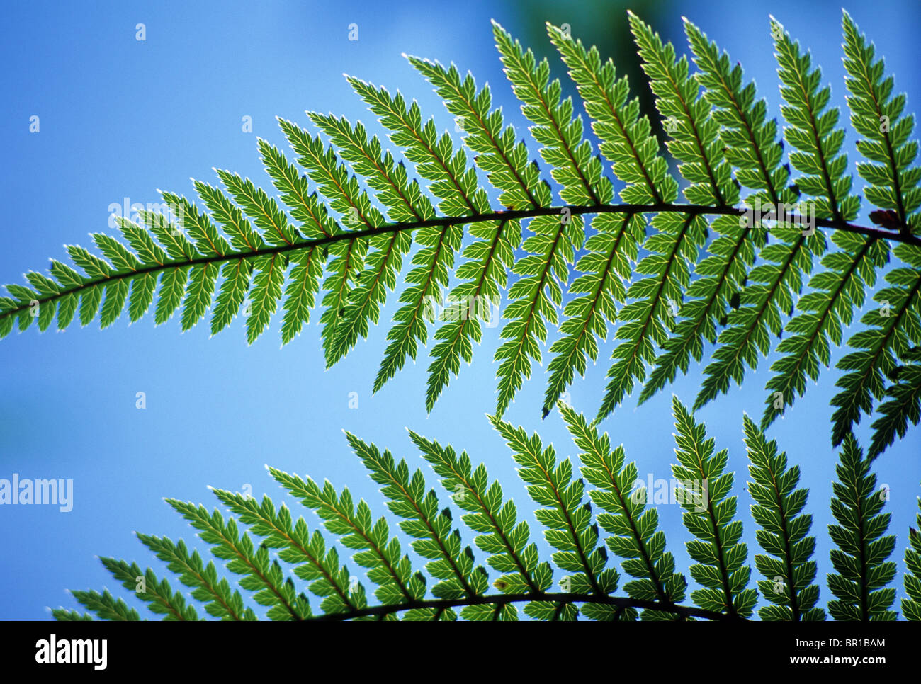 Ferns in Auckland, New Zealand Stock Photo - Alamy
