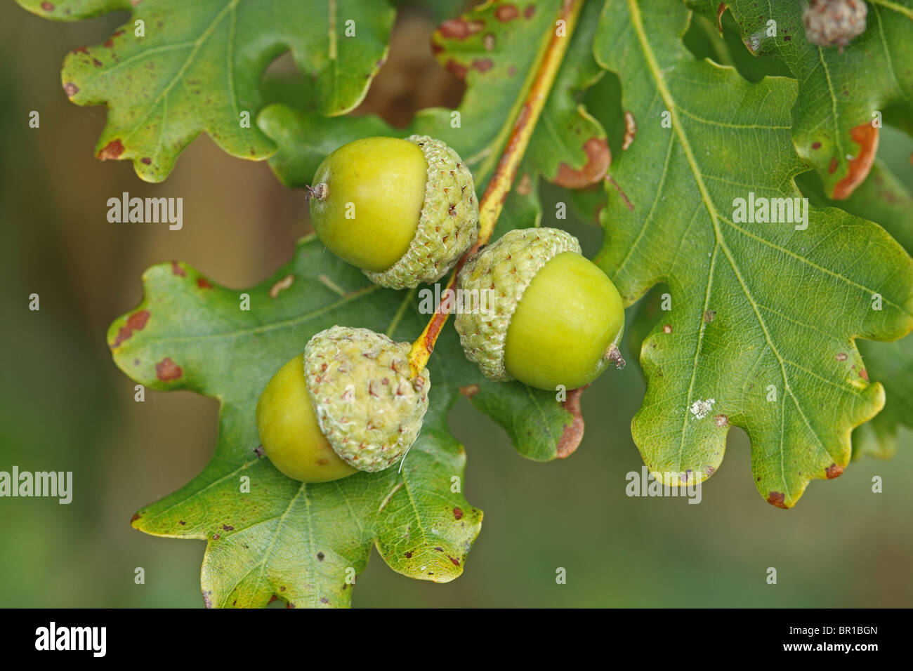 Pedunculate Oak (Quercus robur or pedunculata) or English Oak Acorns ...