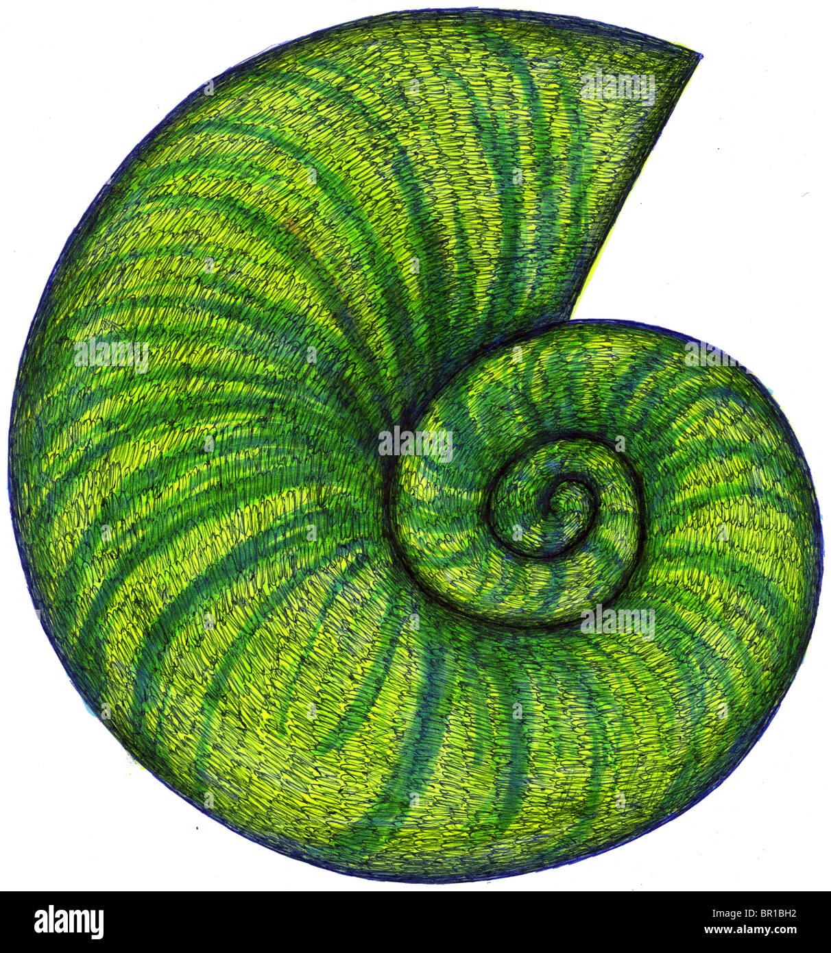 Hand colored shells hi-res stock photography and images - Alamy