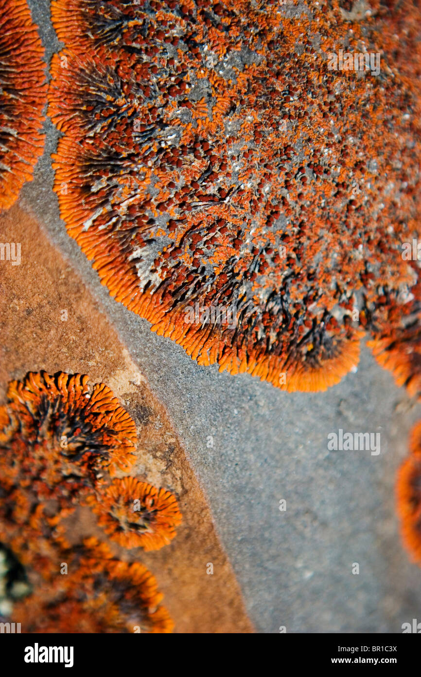 A colorful desert lichen speads across a rock in the Namib Desert ...