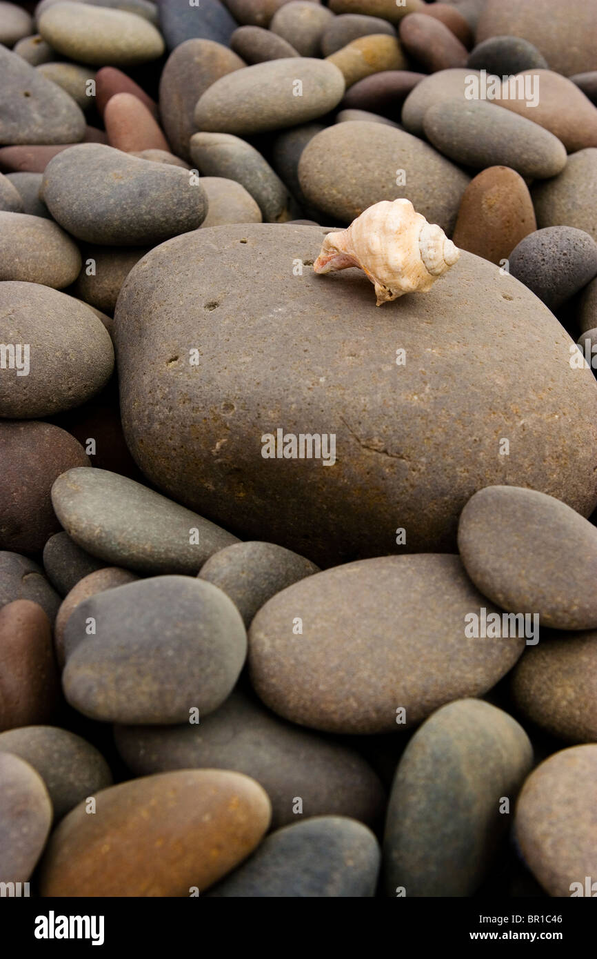 A white shell finds its way ontop a field of grey stones Stock Photo ...