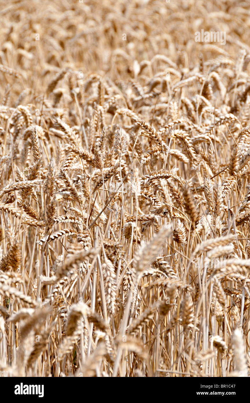 a wheat field in the uk yellow in colour Stock Photo - Alamy