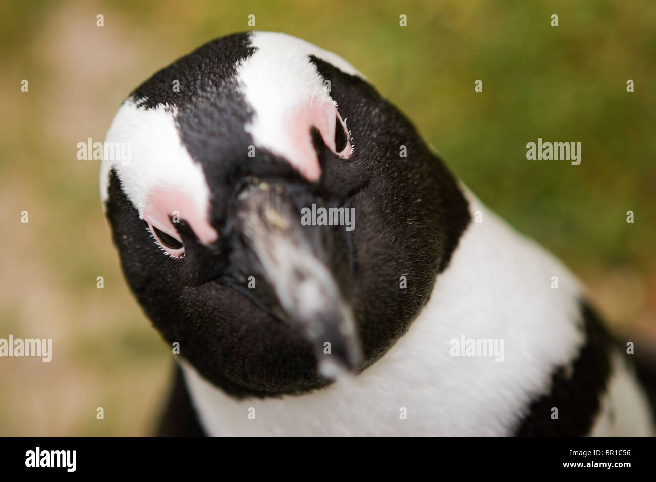 A detailed head shot of an endangered African penguin at Boulders Beach ...