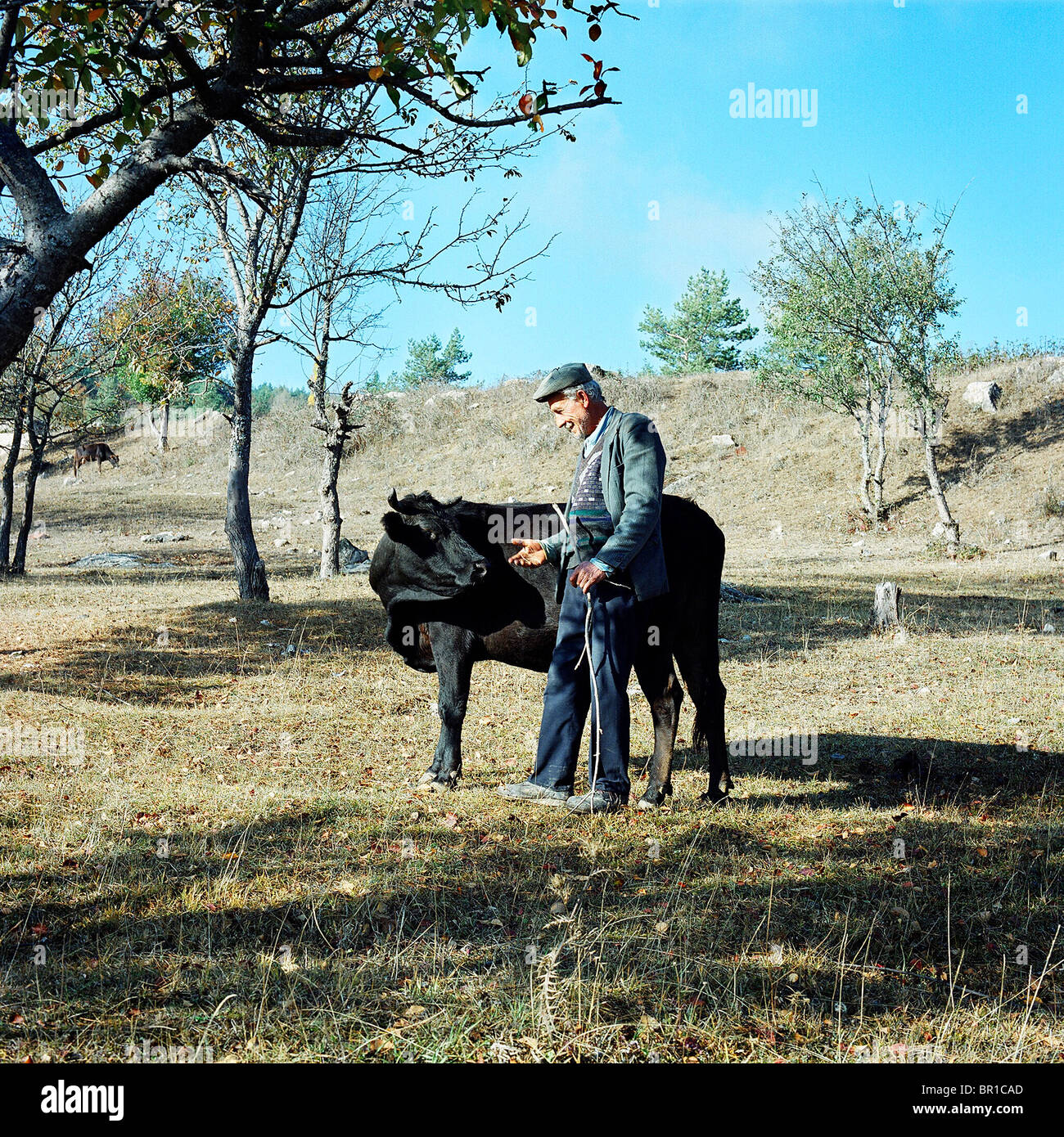 Cow old man hi-res stock photography and images - Alamy