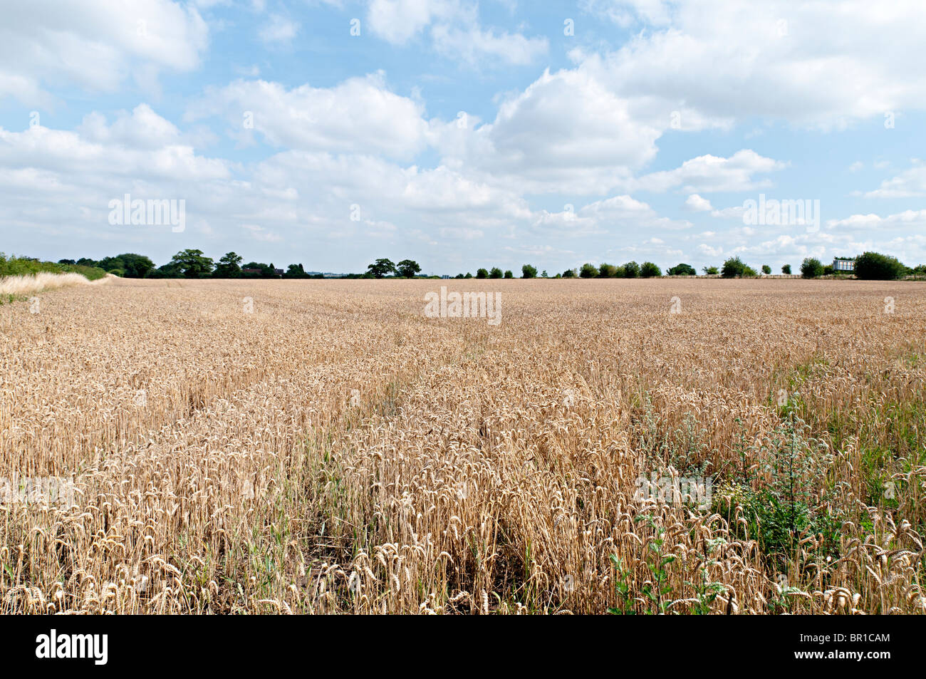 a wheat field in the uk yellow in colour Stock Photo - Alamy