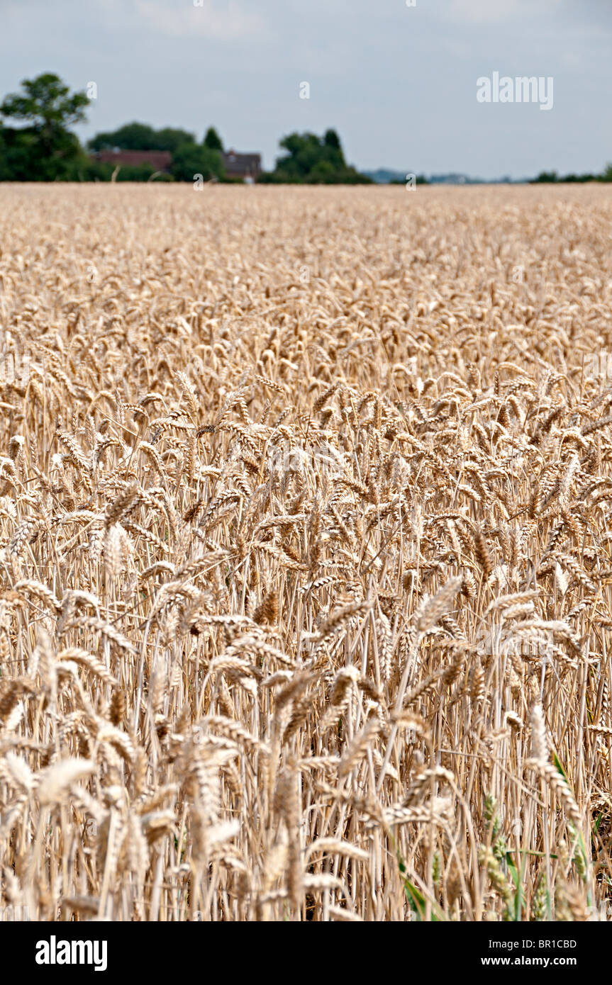 a wheat field in the uk yellow in colour Stock Photo - Alamy