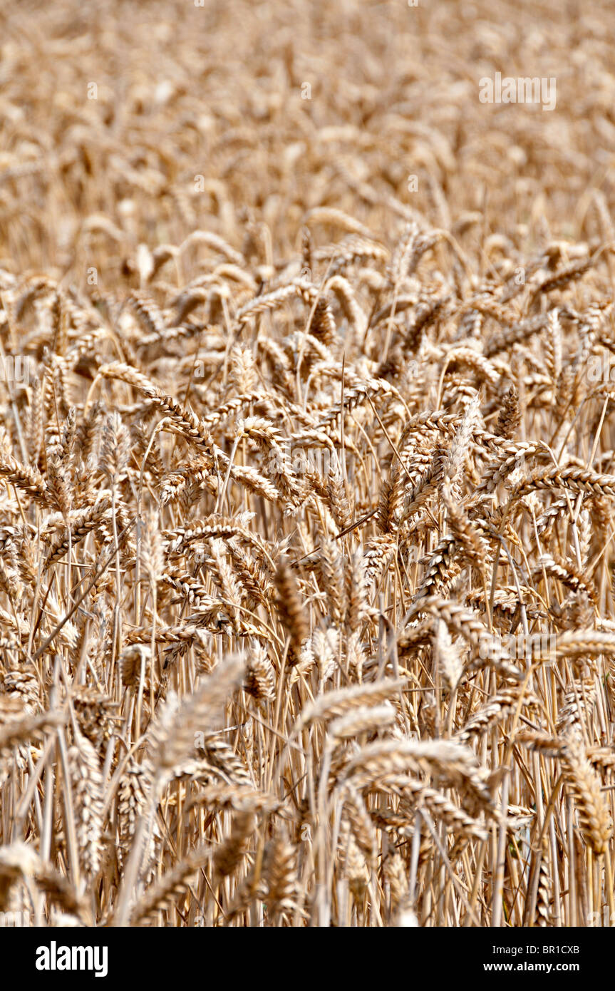 Wheat corps hi-res stock photography and images - Alamy