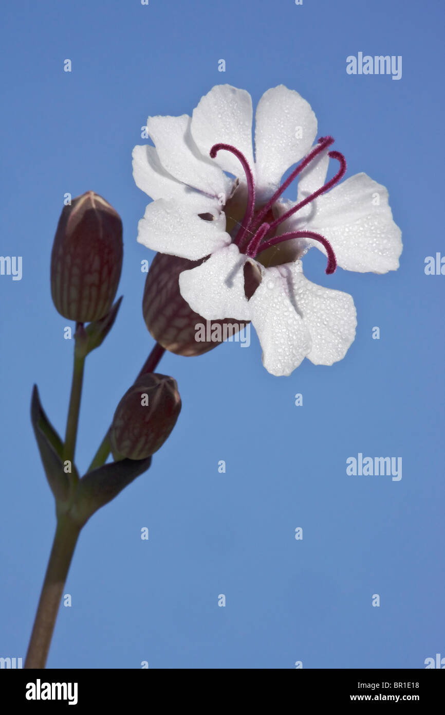 Coastal campion hi-res stock photography and images - Alamy