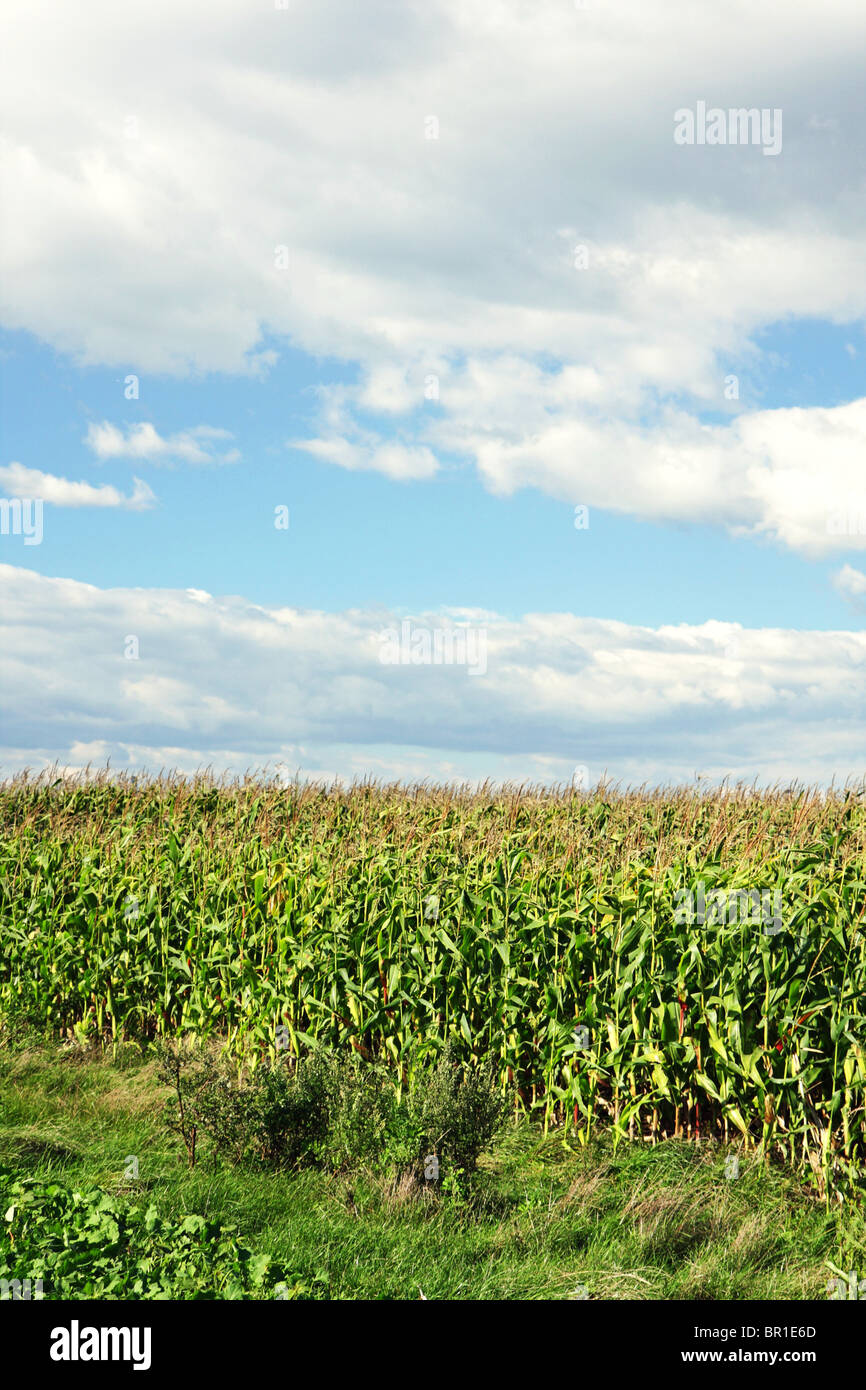 Corn field in summer Stock Photo - Alamy