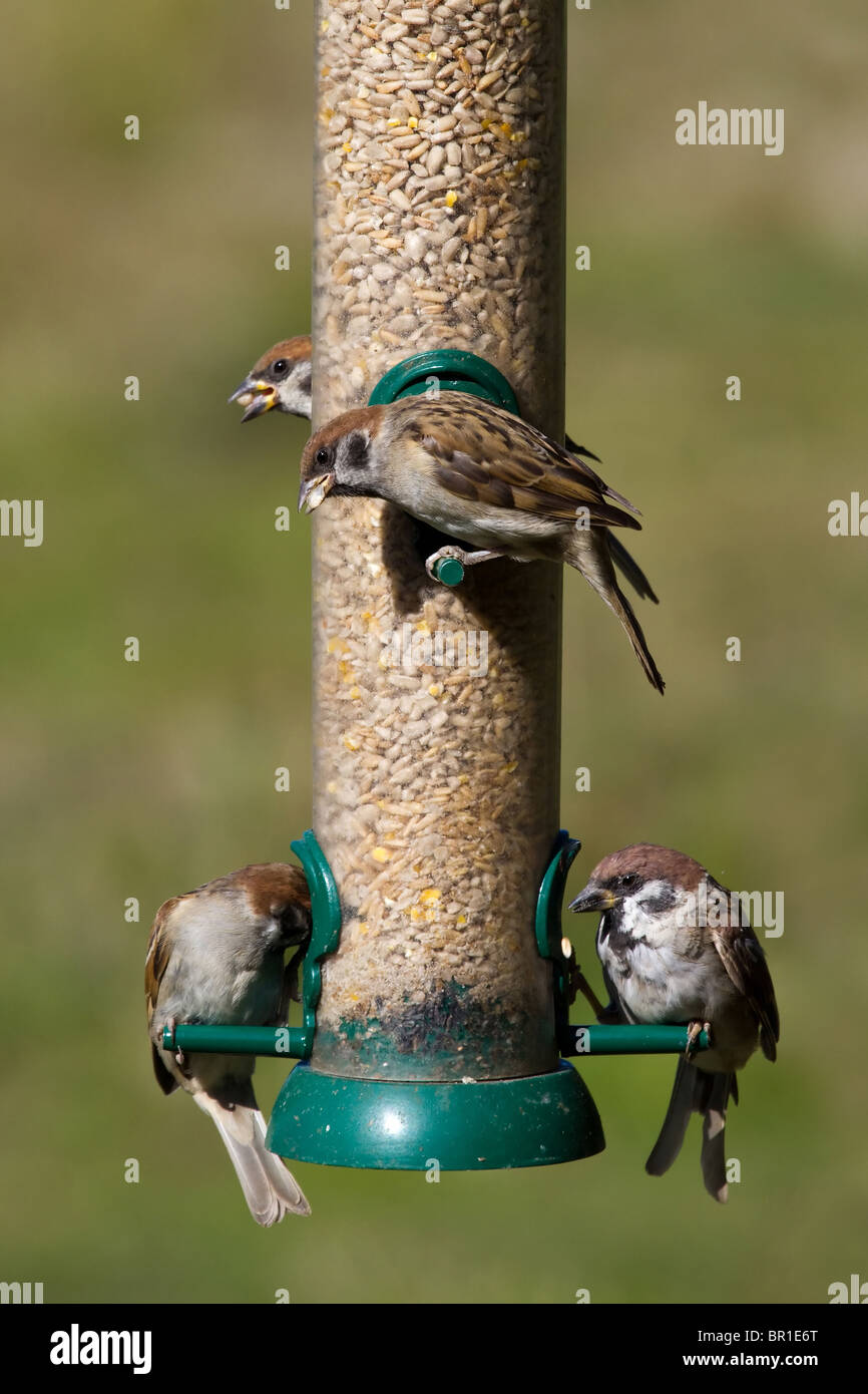 Bird feeding tree hi-res stock photography and images - Alamy