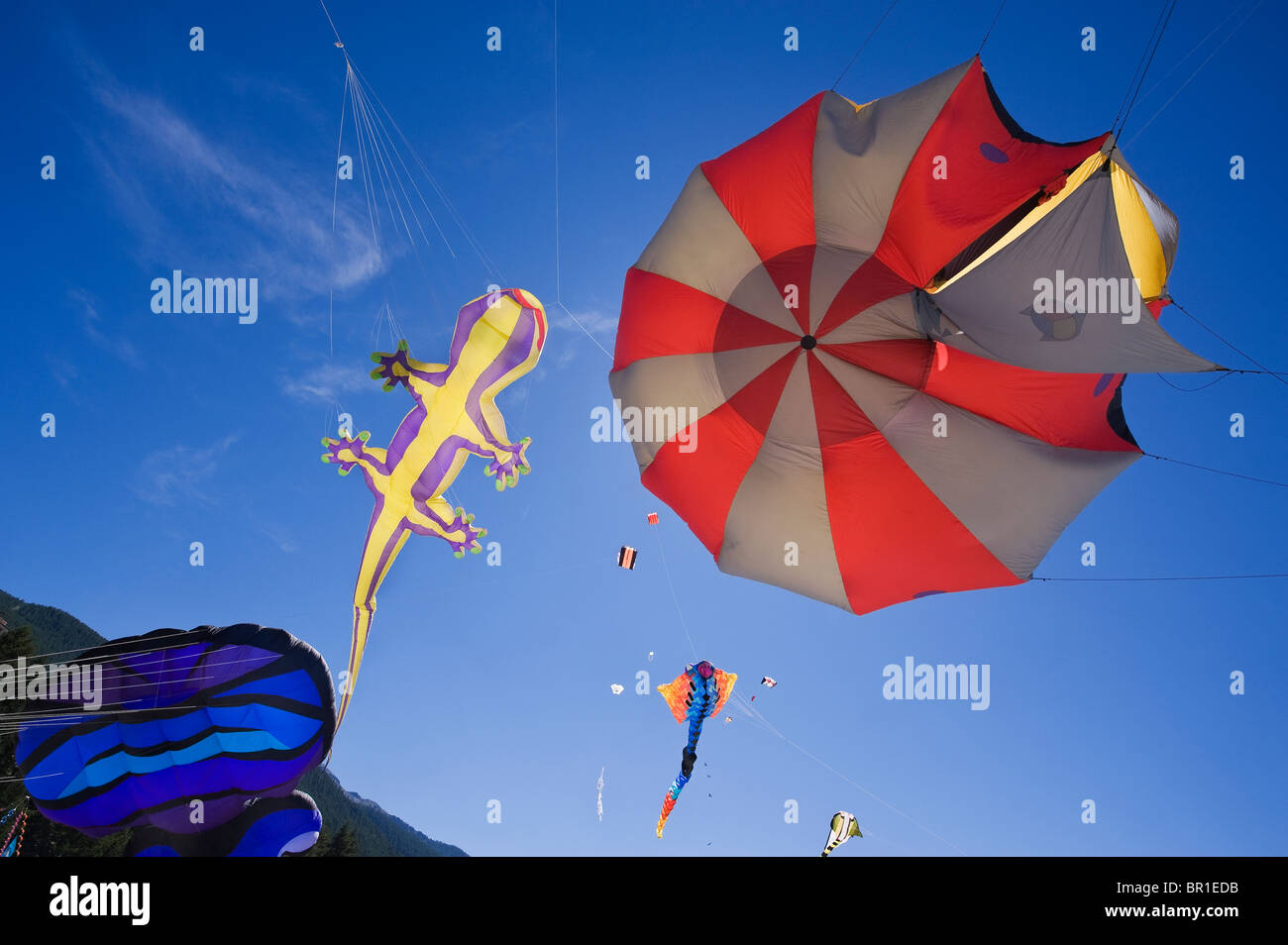 Gecko kite hi-res stock photography and images - Alamy