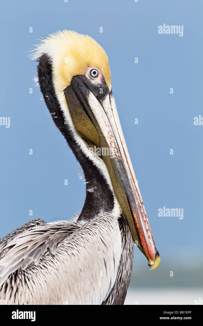 Pelican close up head hi-res stock photography and images - Alamy