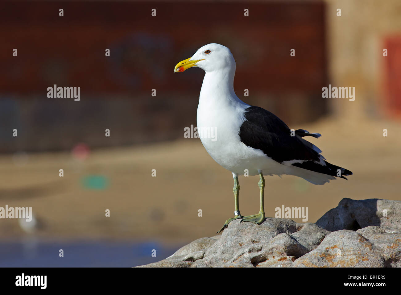 A Kelp Gull (Larus dominicanus) at Kalk Bay Harbour, Cape Peninsula ...