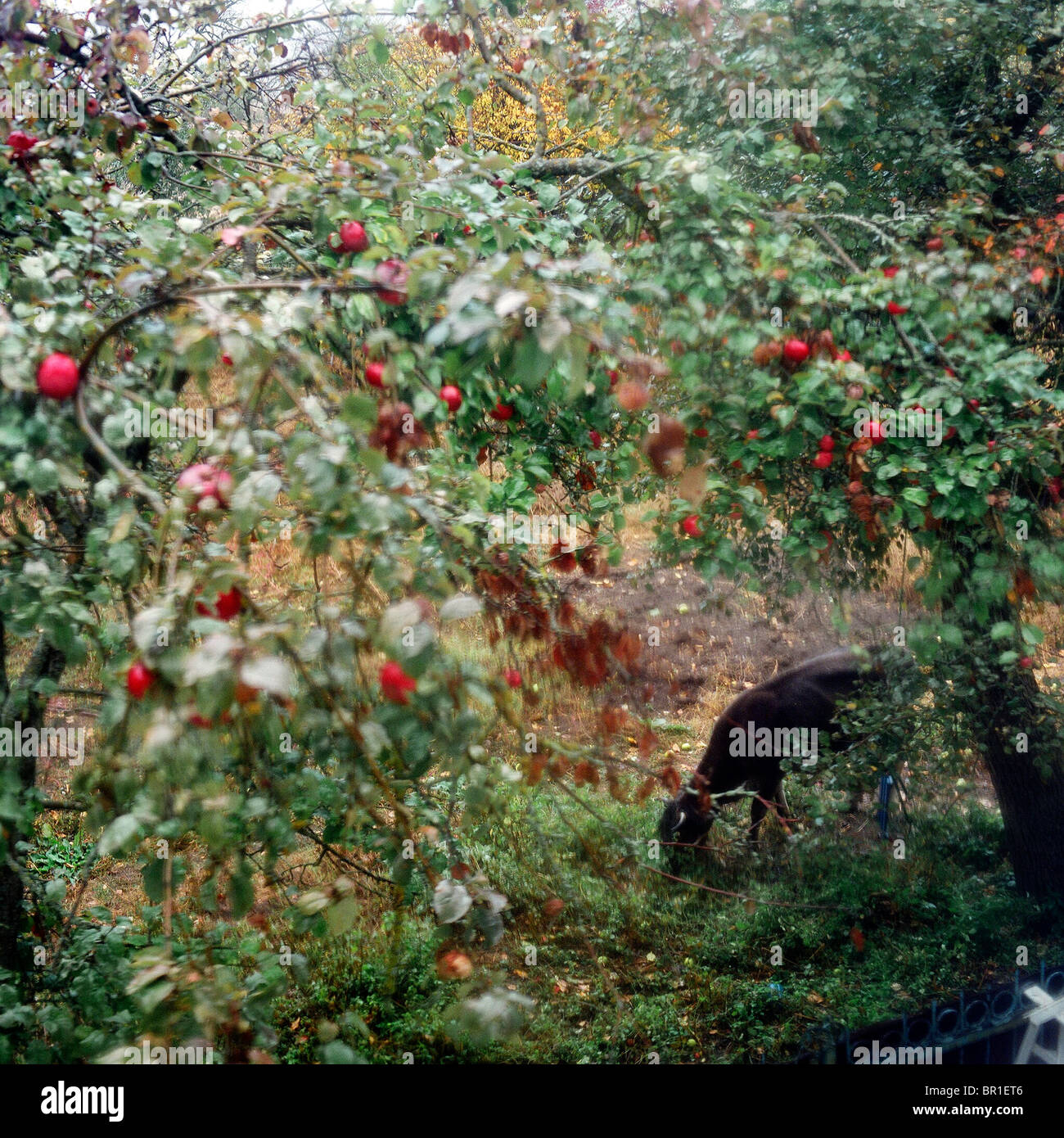 Karabagh hi-res stock photography and images - Alamy