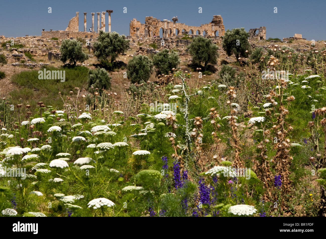 Basilica stone field hi-res stock photography and images - Alamy