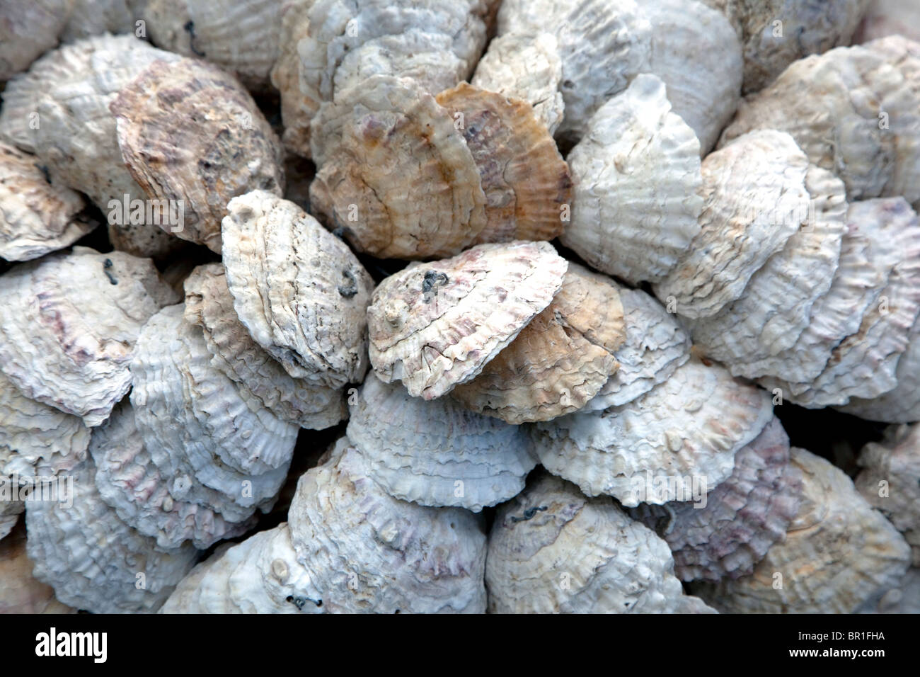 Oyster shells, London Stock Photo - Alamy
