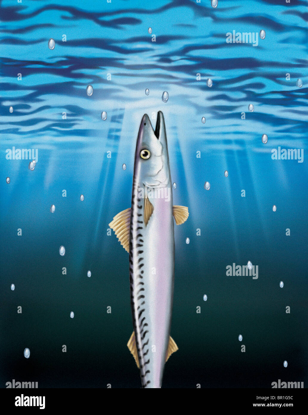 A fish swimming upwards hi-res stock photography and images - Alamy