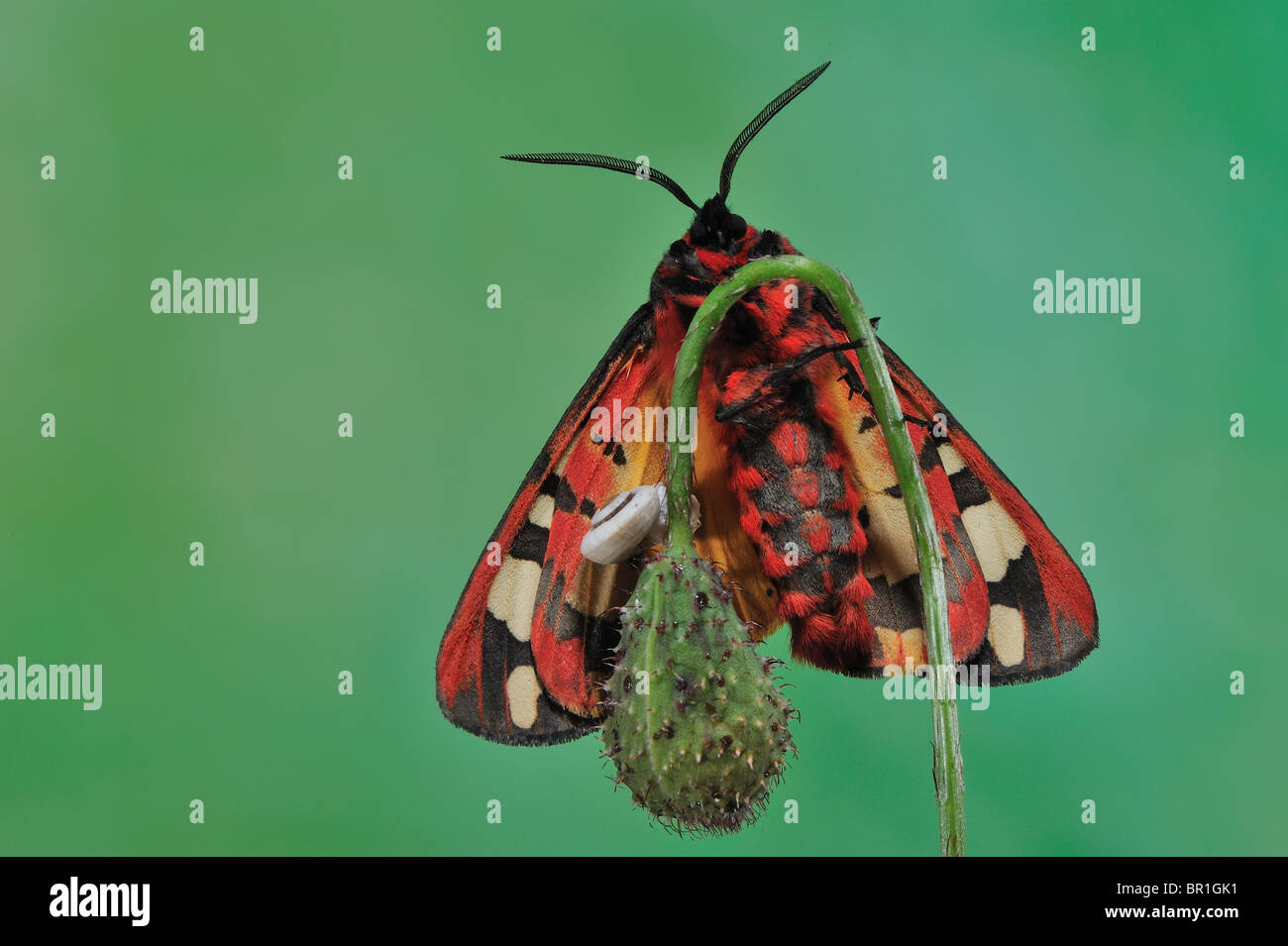Cream-spot tiger moth (Epicallia villica - Arctia villica) - On a poppy ...