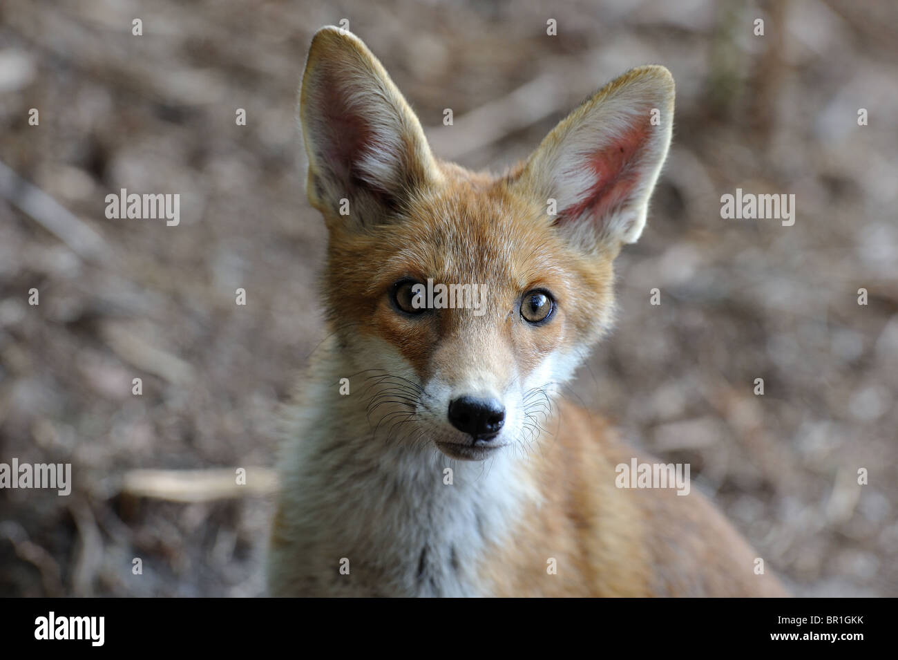 Common fox hi-res stock photography and images - Alamy
