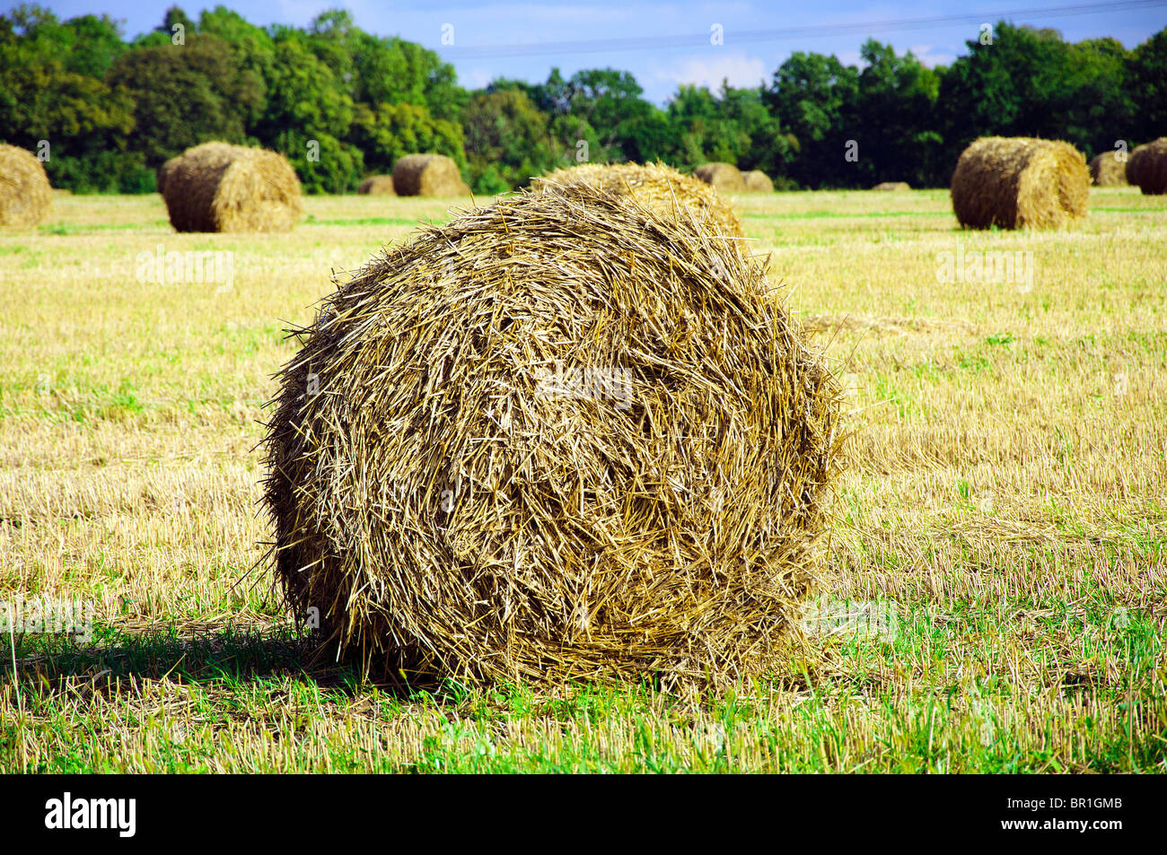 Straw roller on the stubble Stock Photo - Alamy