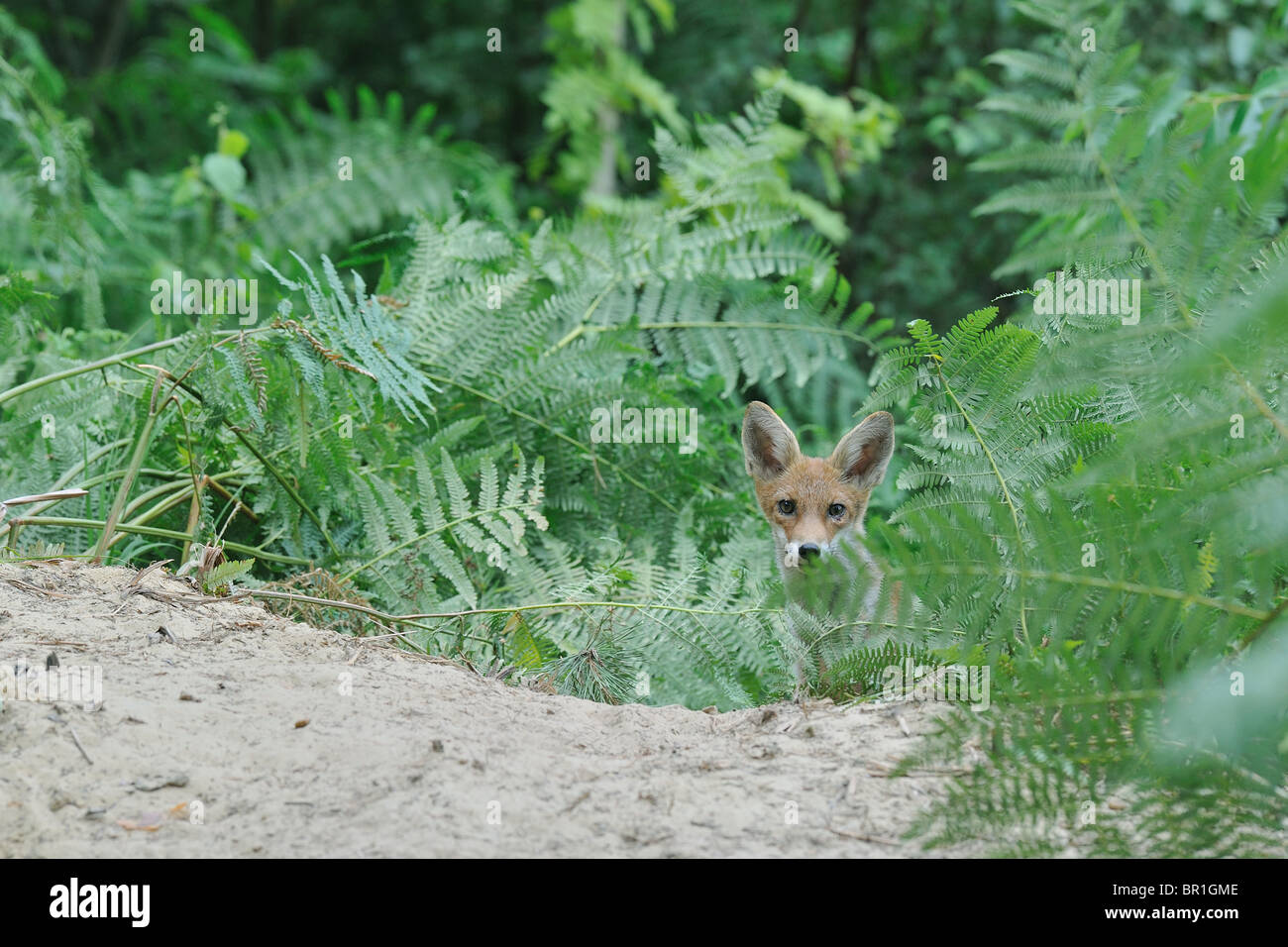 Common red fox (Vulpes vulpes) - Five-month-old cub hidden in the ferns ...
