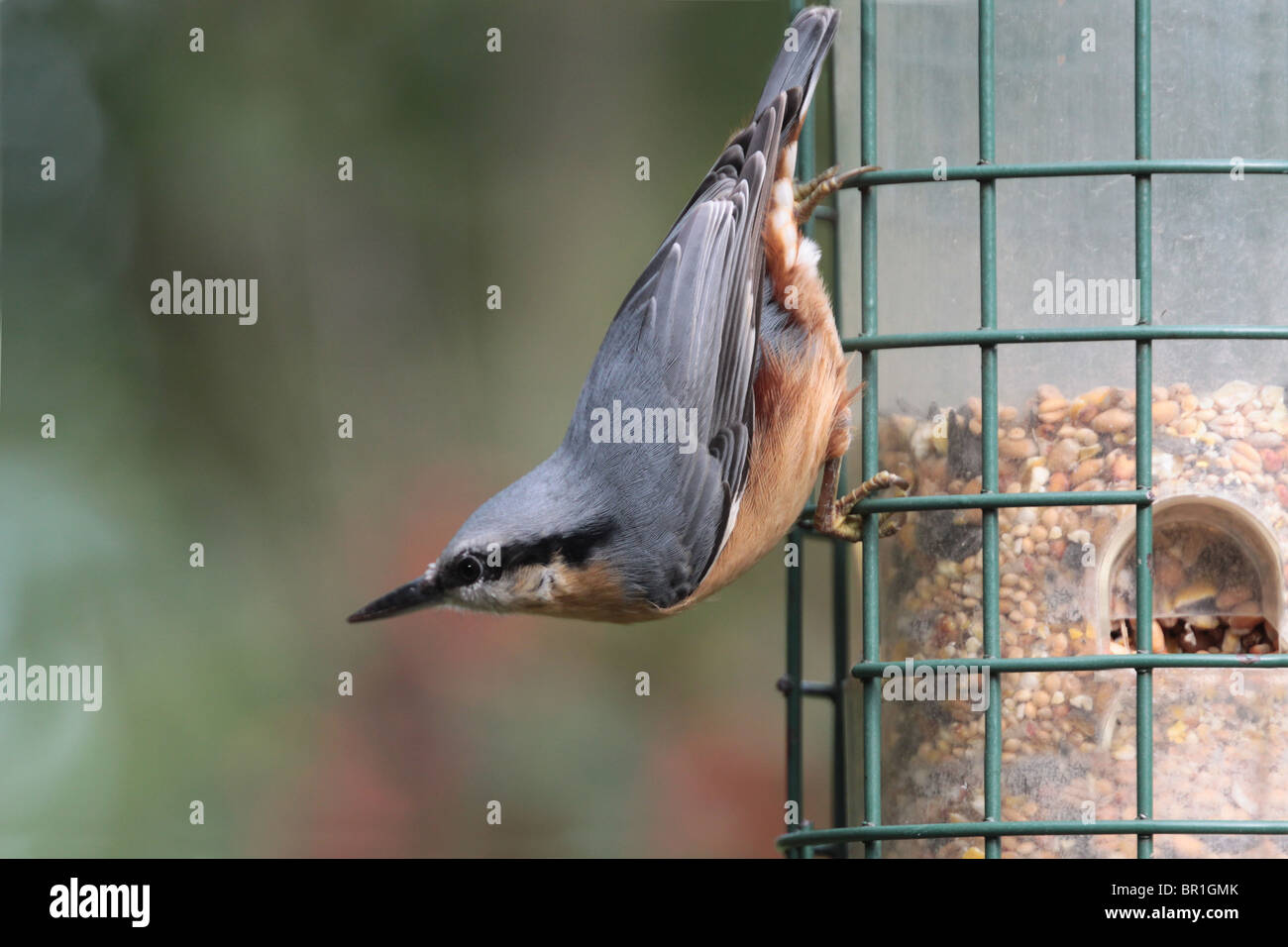 A nuthatch on a bird feeder hi-res stock photography and images - Alamy