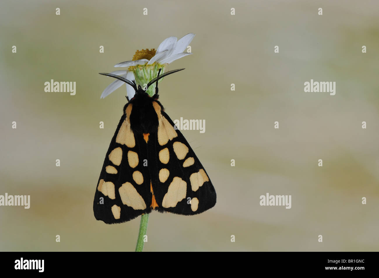 Cream-spot tiger moth (Epicallia villica - Arctia villica) on a flower ...