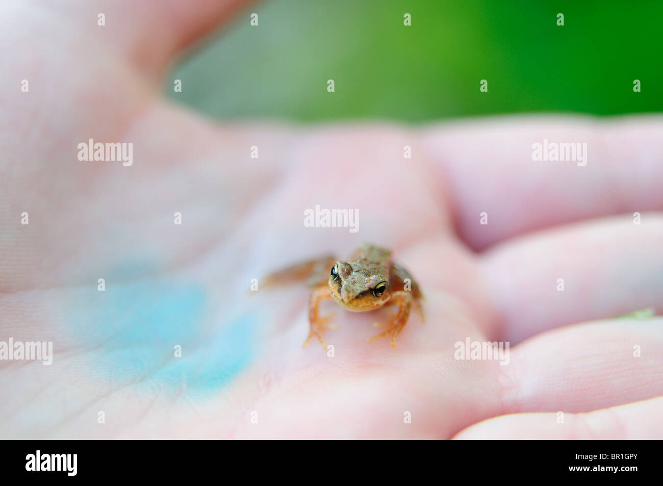 Very small frog in a girl's hand Stock Photo - Alamy