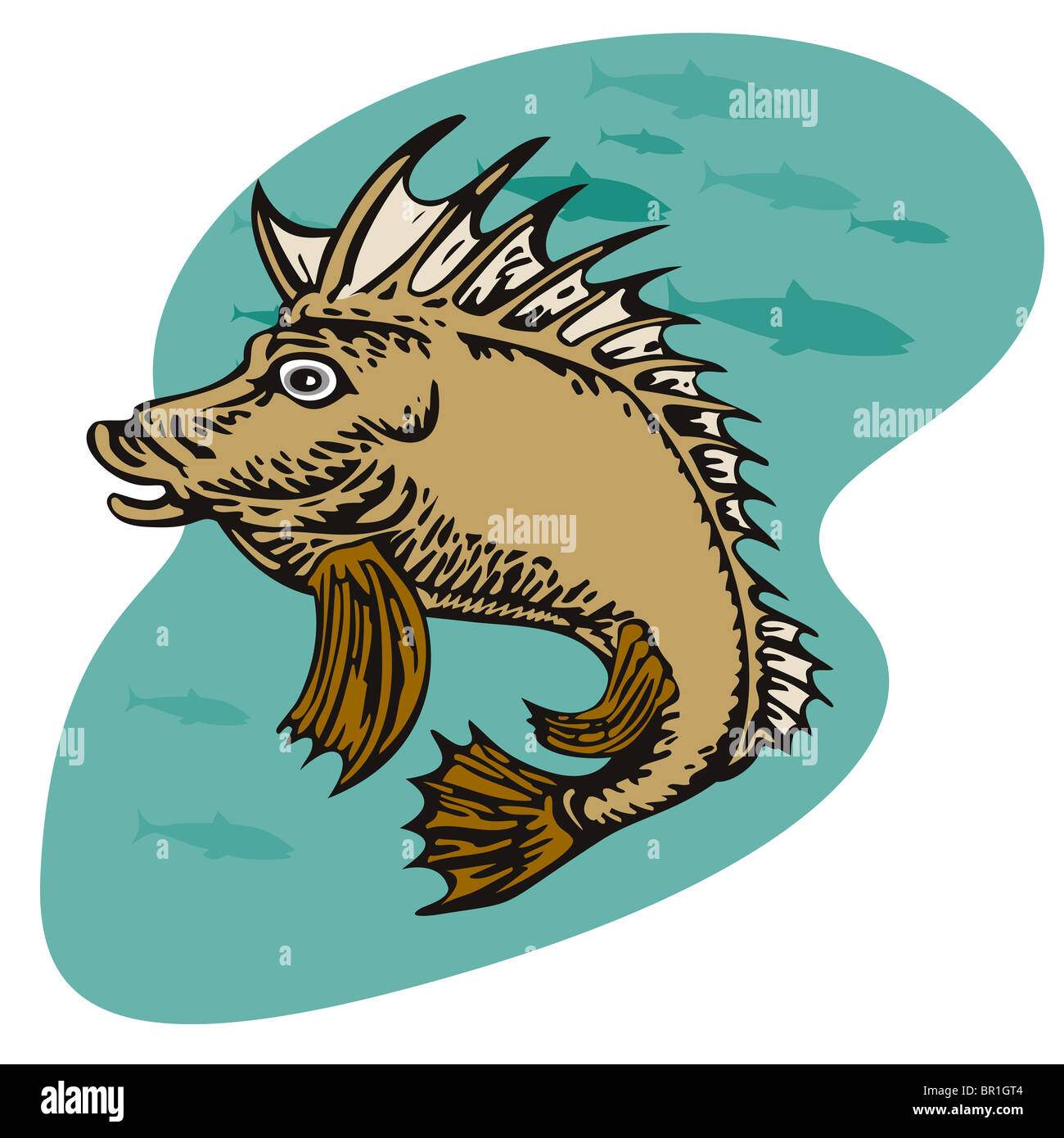 illustration of a pigfish viewed from the side Stock Photo - Alamy