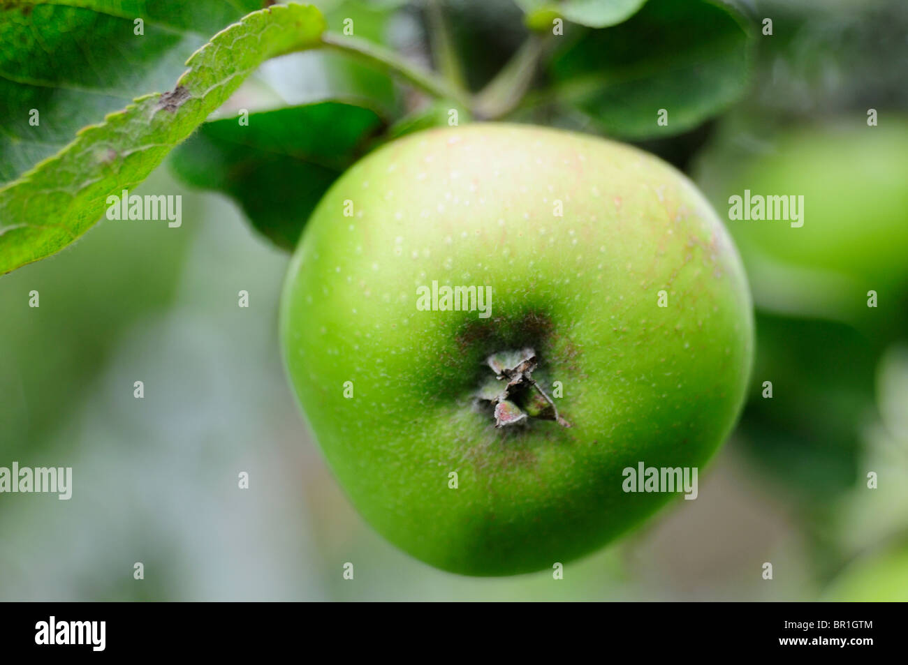 Apple with stalk hi-res stock photography and images - Alamy