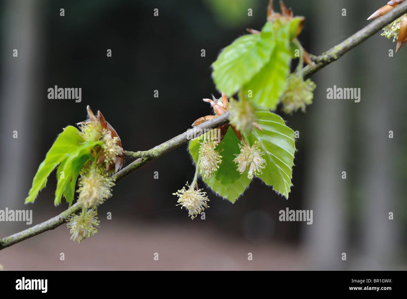 European beech - Common beech (Fagus sylvatica) flowering at spring ...