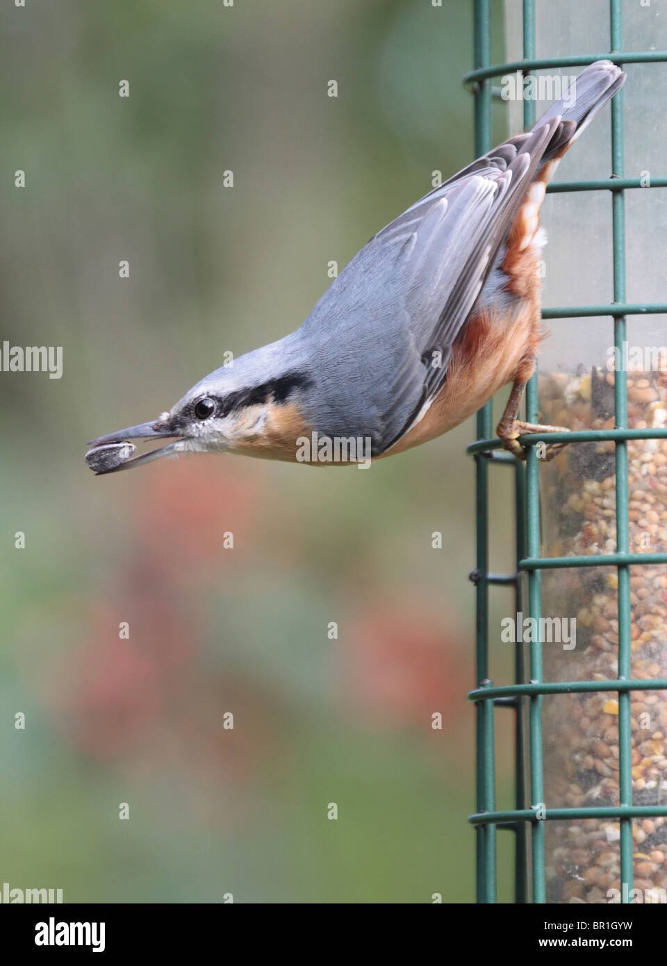 A nuthatch on a bird feeder hi-res stock photography and images - Alamy